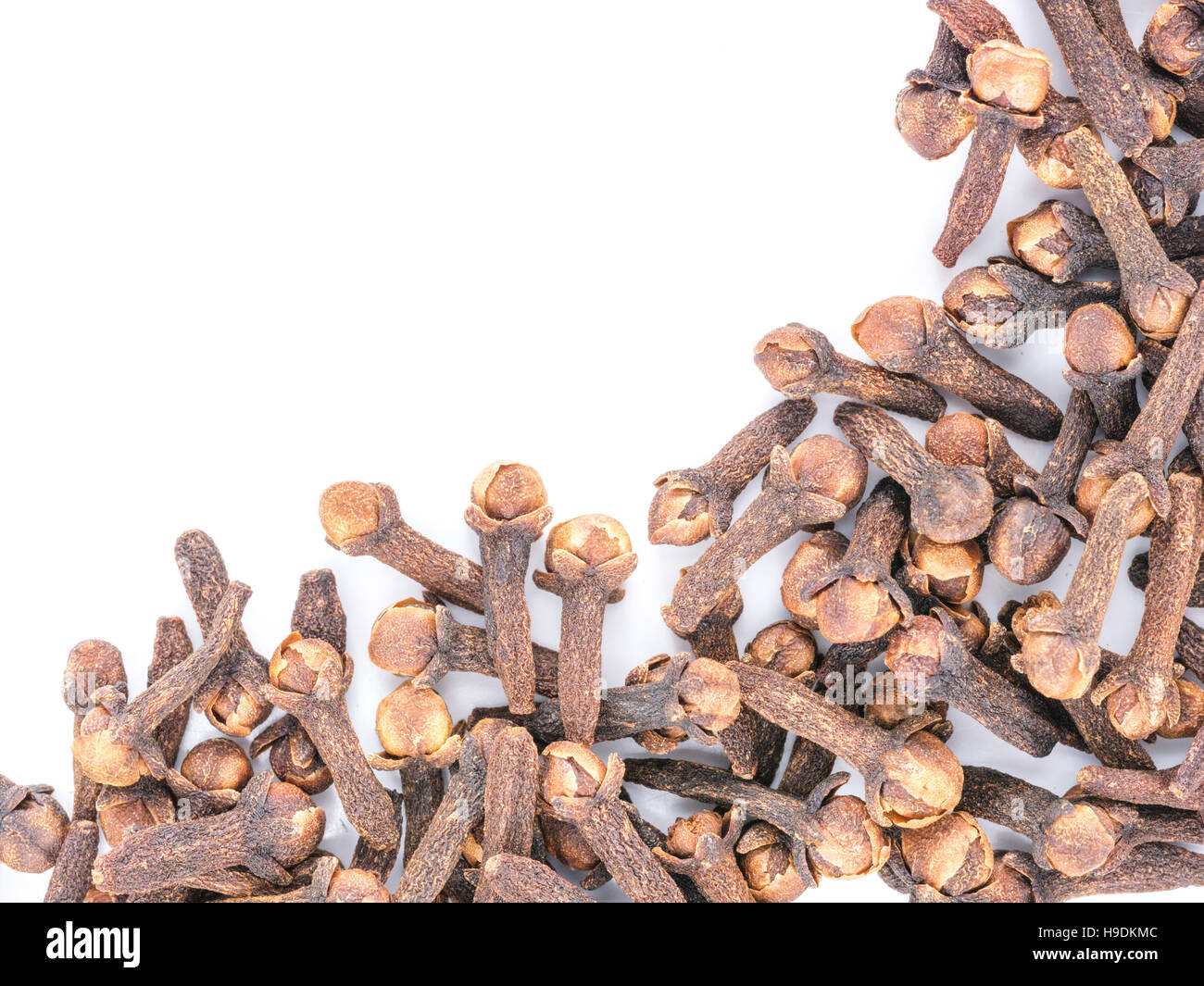 Cloves spice on white background with copy space. Isolated one edge ...