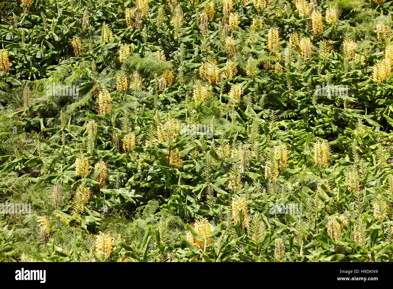 Hedychium gardnerianum green vertical forest in Flores island, Azores ...