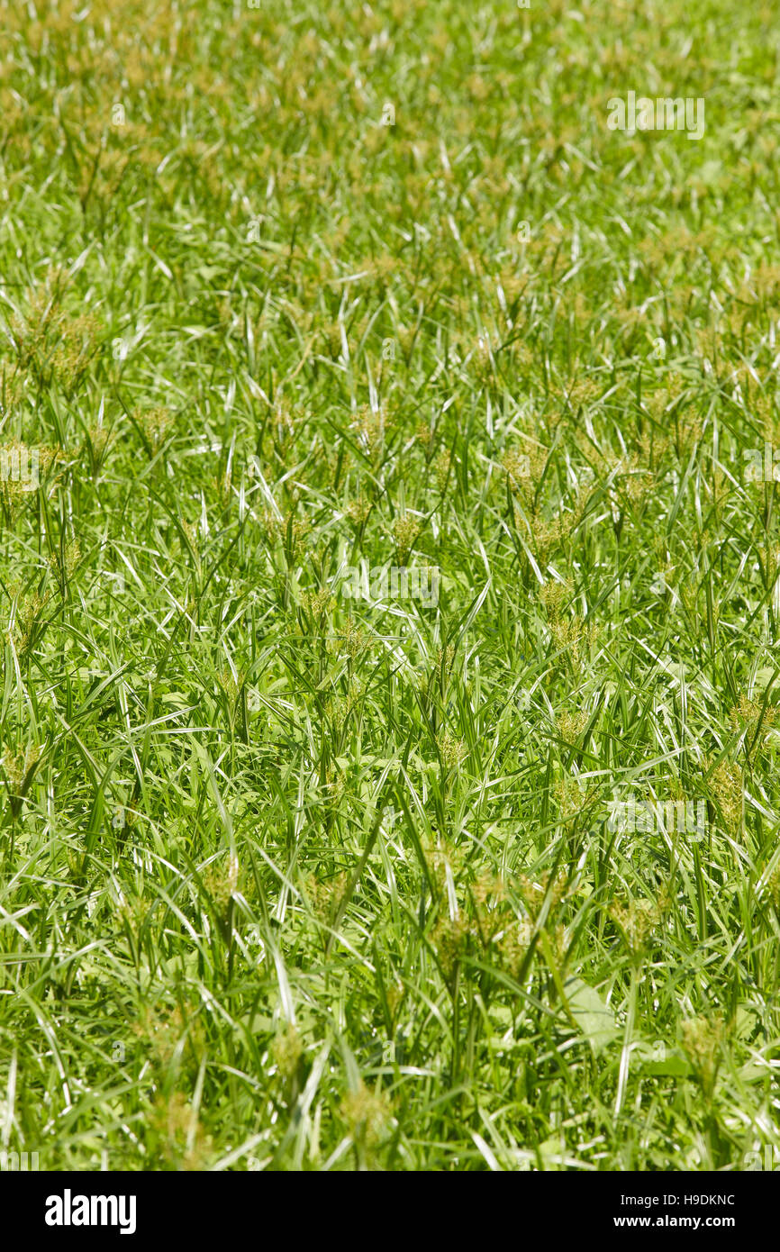 Green field detail in vertical format. Nature background, outdoors ...