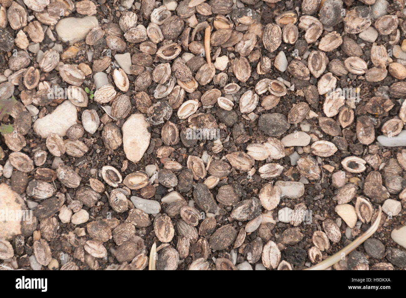 Almond shells on the ground Stock Photo - Alamy