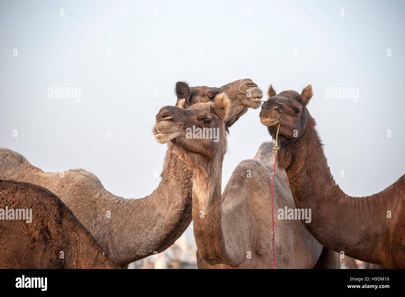 Group of camels hi-res stock photography and images - Alamy