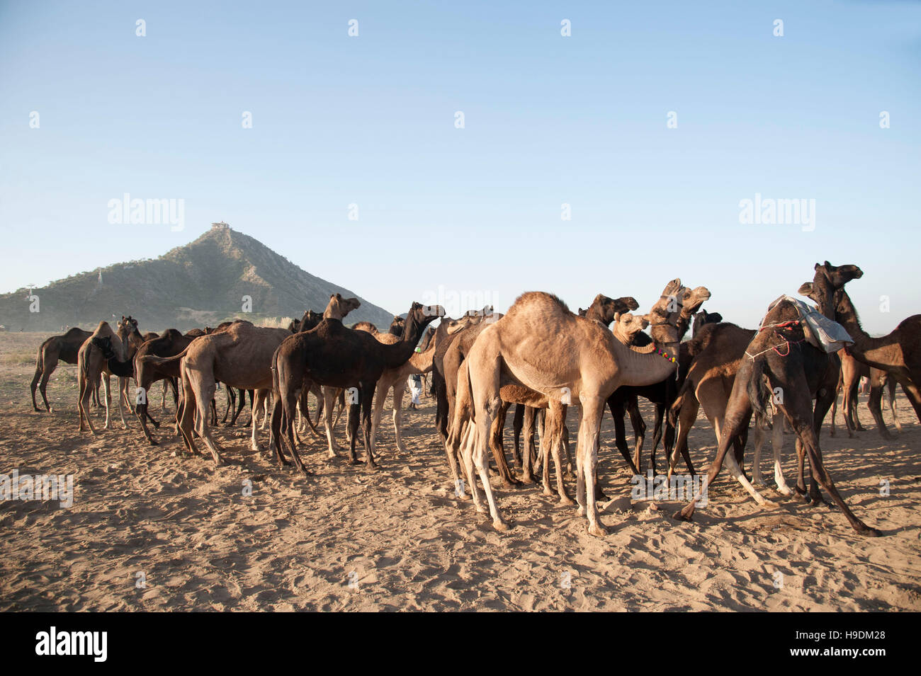 group of Camels going at Camel Fair in Pushkar Rajasthan india Stock ...