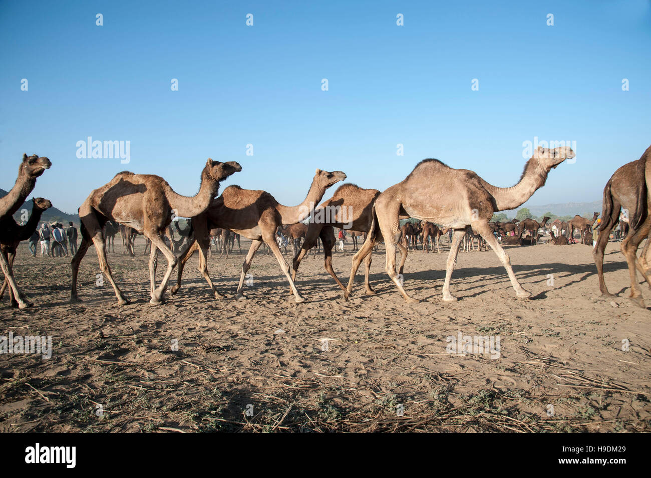 group of Camels going at Camel Fair in Pushkar Rajasthan india Stock ...