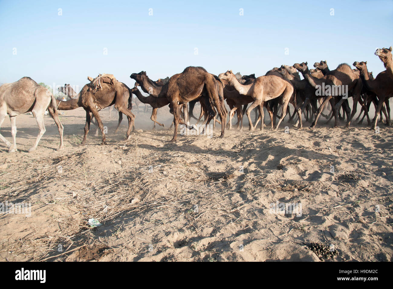 Going to the fair with it! hi-res stock photography and images - Alamy