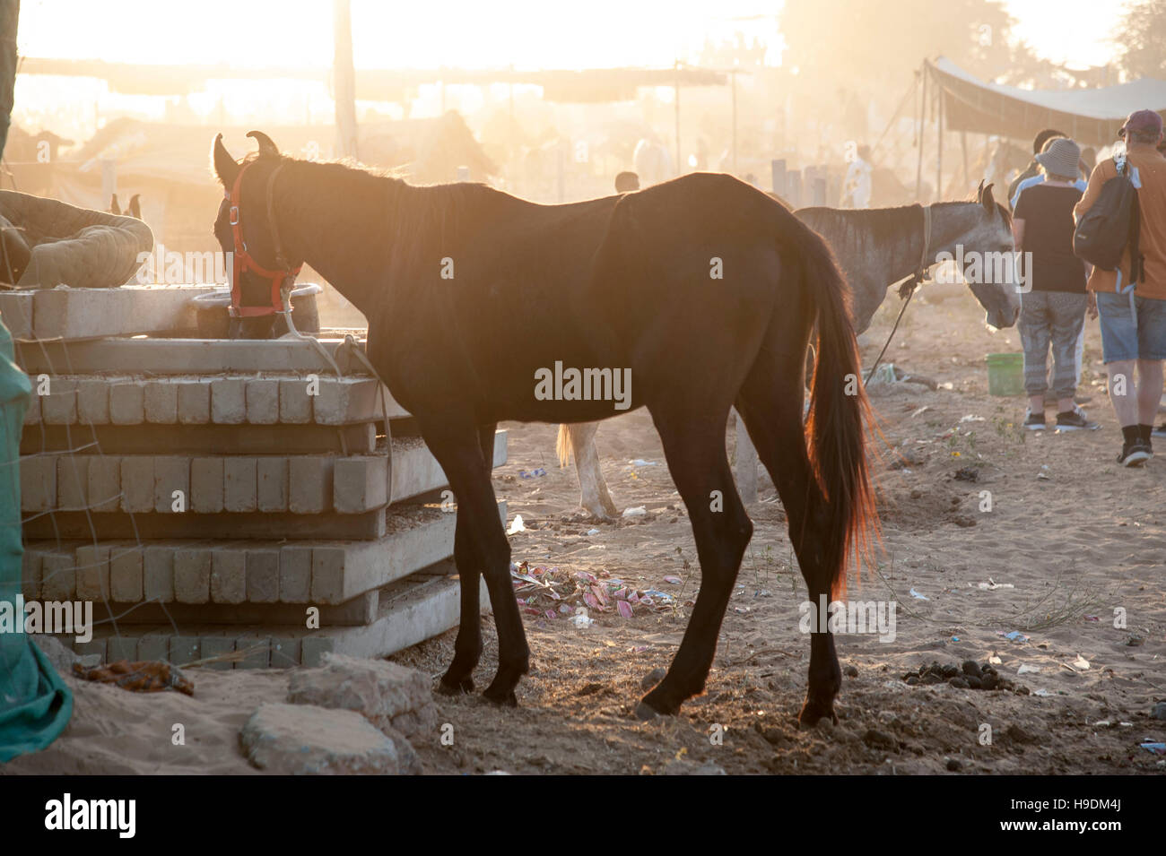 Camel stable hi-res stock photography and images - Alamy