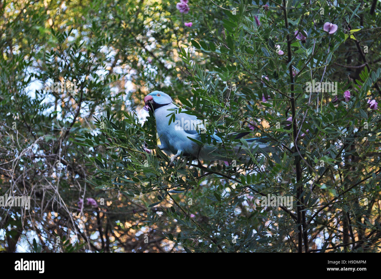 South Africa, Garden Route: a light blue parrot at Birds of Eden, the ...