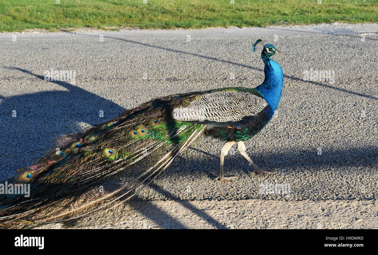 South Africa, Garden Route: a peacock at Birds of Eden, the world's ...