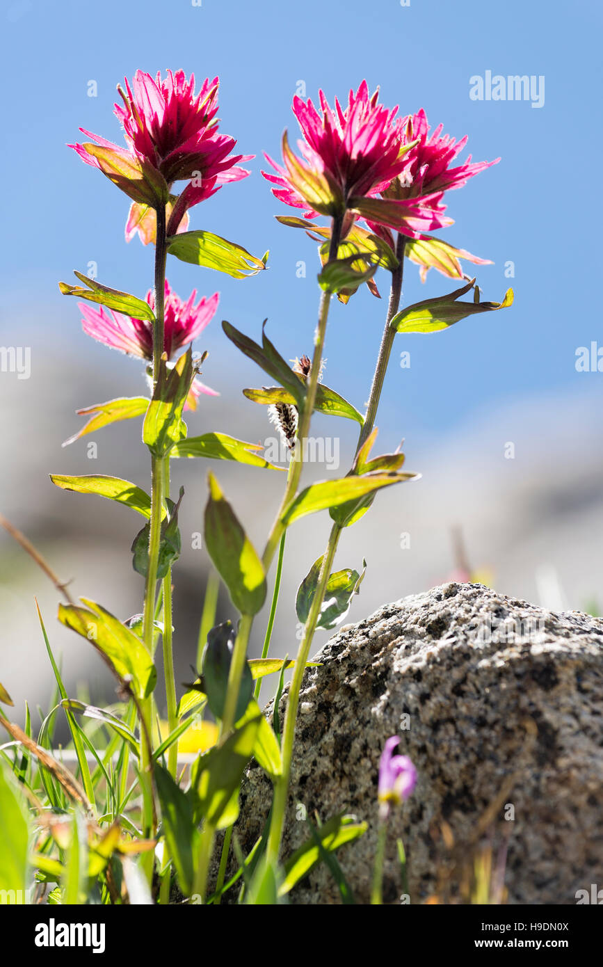 Indian paintbrush in bloom, Wallowa Mountains, Oregon Stock Photo - Alamy