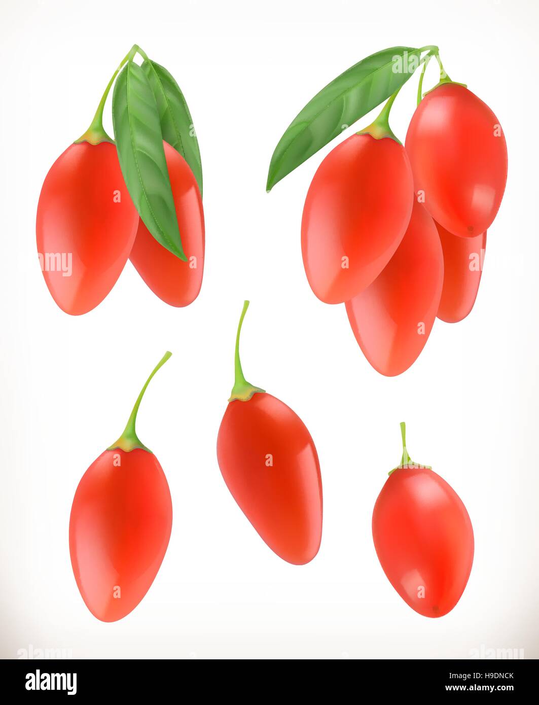 Wolfberry vector vectors hi-res stock photography and images - Alamy