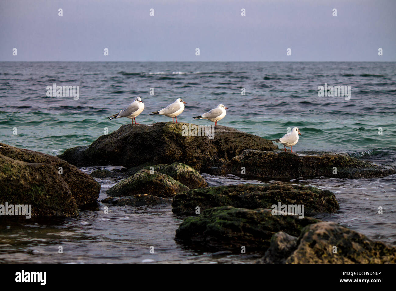 Common gull on rocks hi-res stock photography and images - Alamy
