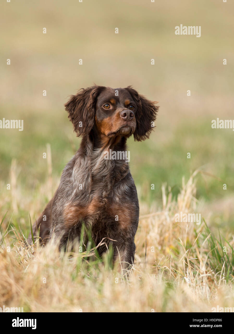 A French Brittany Spaniel Hunting Dog Stock Photo - Alamy