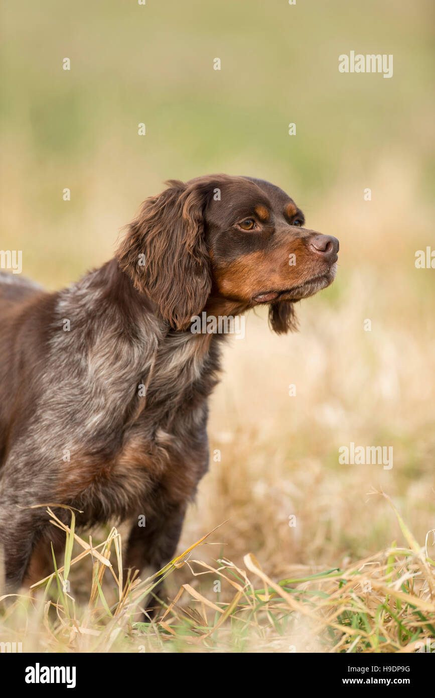 French Brittany Spaniel Brown