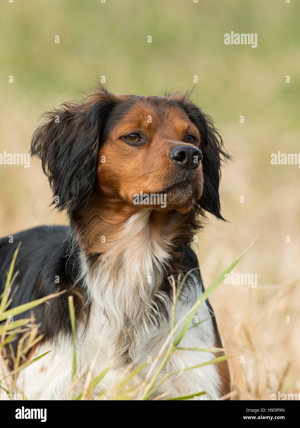 A French Brittany Spaniel Hunting Dog Stock Photo - Alamy