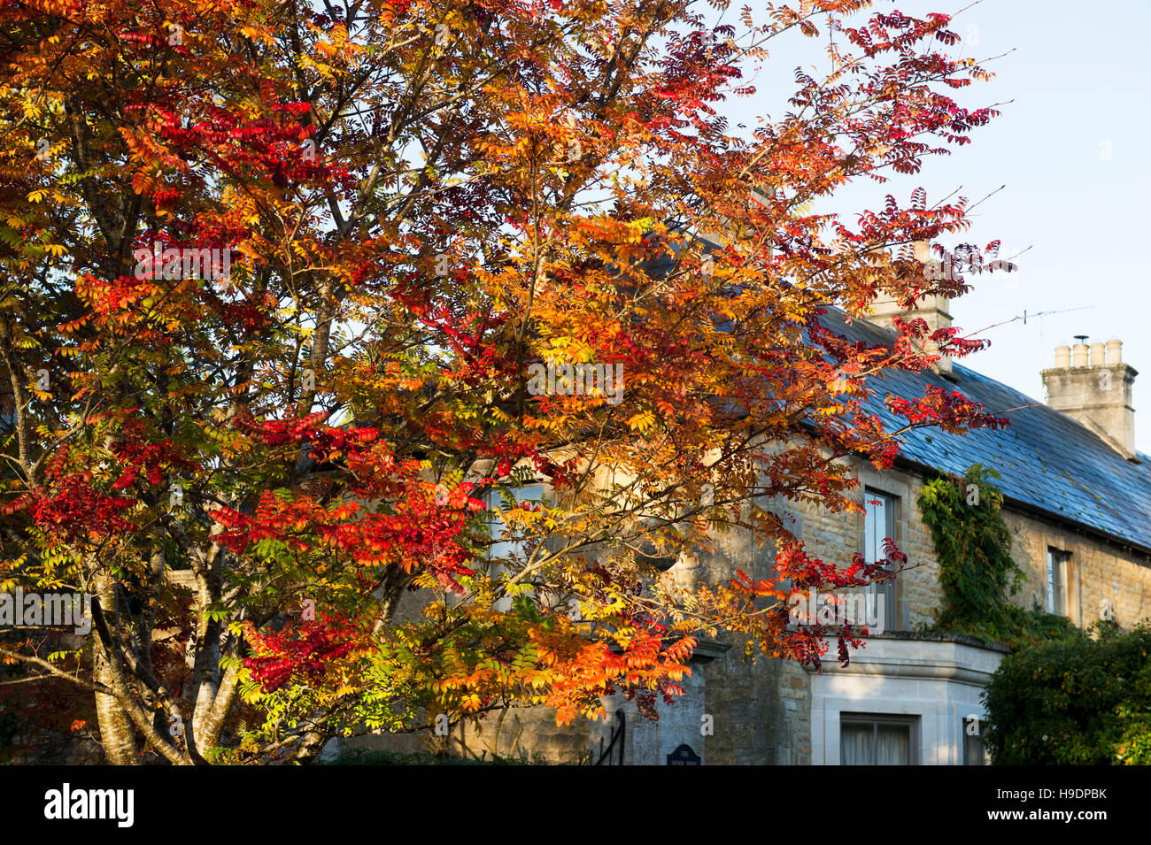 Sorbus. Rowan tree full of berries in autumn. Bourton on the Water ...