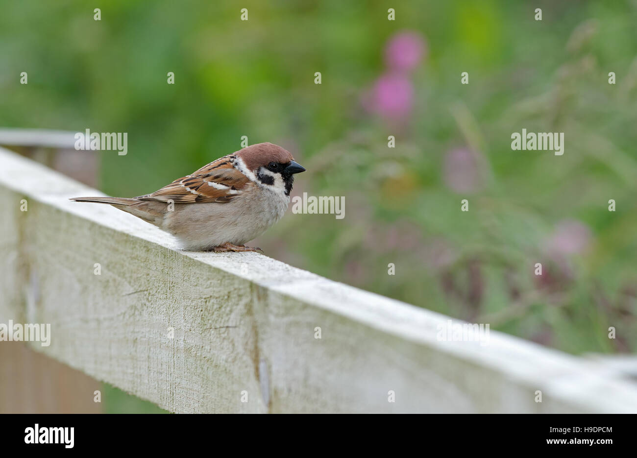 Eurasian tree sparrows-Passer montanus. Summer. Uk Stock Photo - Alamy