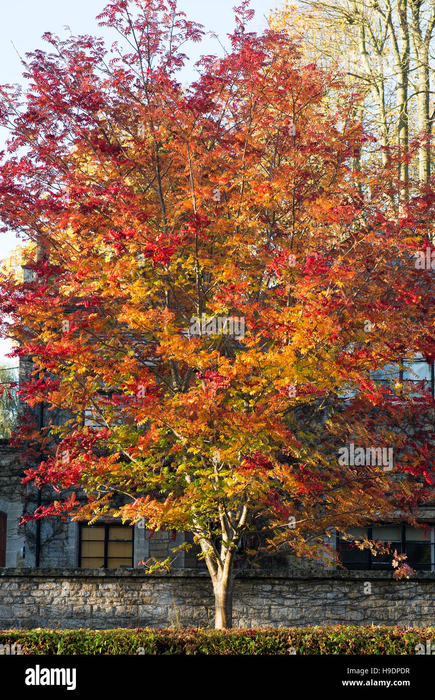 Rowan tree garden hi-res stock photography and images - Alamy