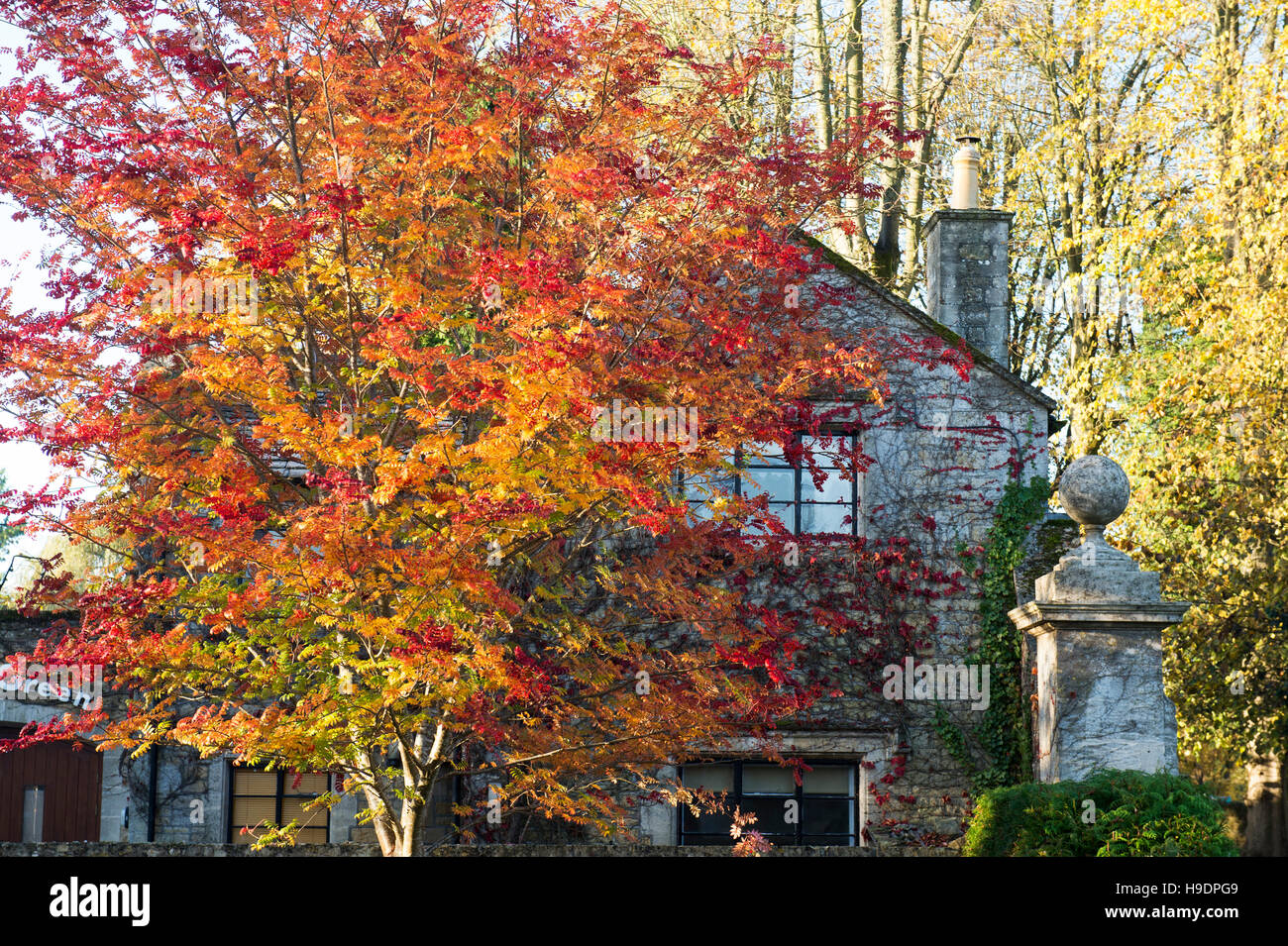 Rowan tree hi-res stock photography and images - Alamy
