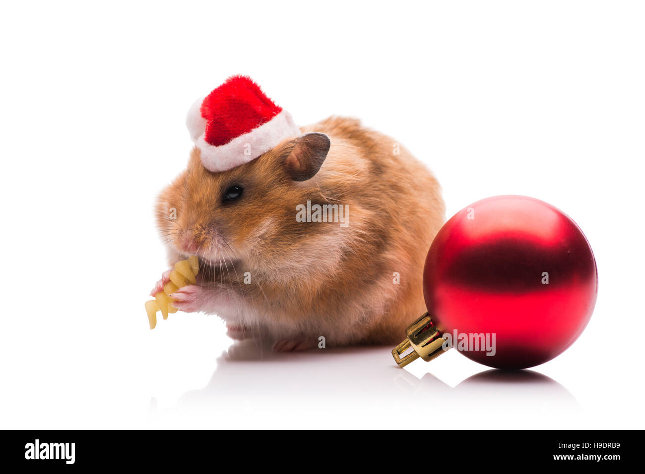 Cute hamster with santa hat isolated on white Stock Photo - Alamy