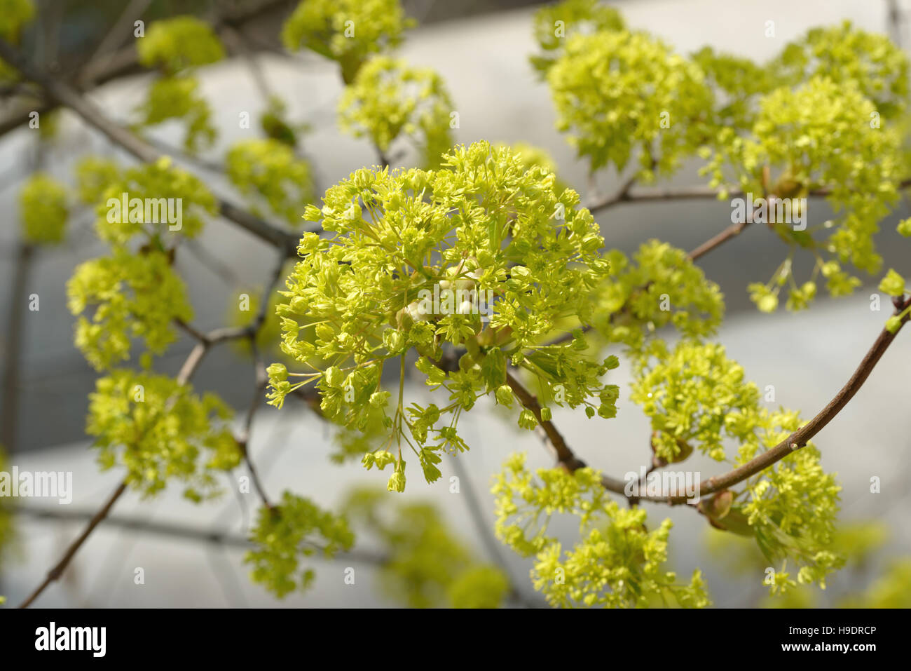 Close-up of bright yellow-green cluster of Norway maple (Acer ...