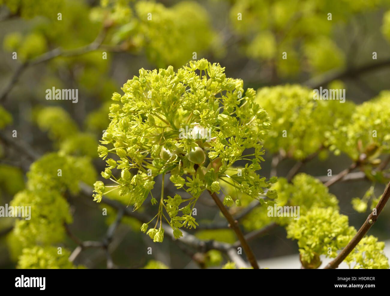 Close-up of bright yellow-green cluster of Norway maple (Acer ...
