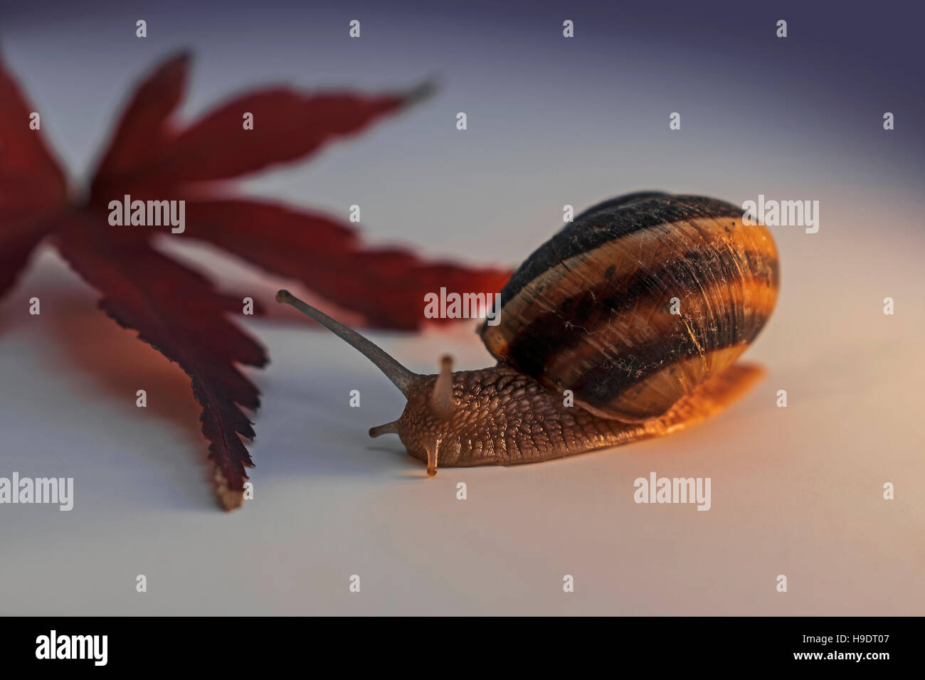 Snail and Leaf of Japanese Maple Stock Photo - Alamy