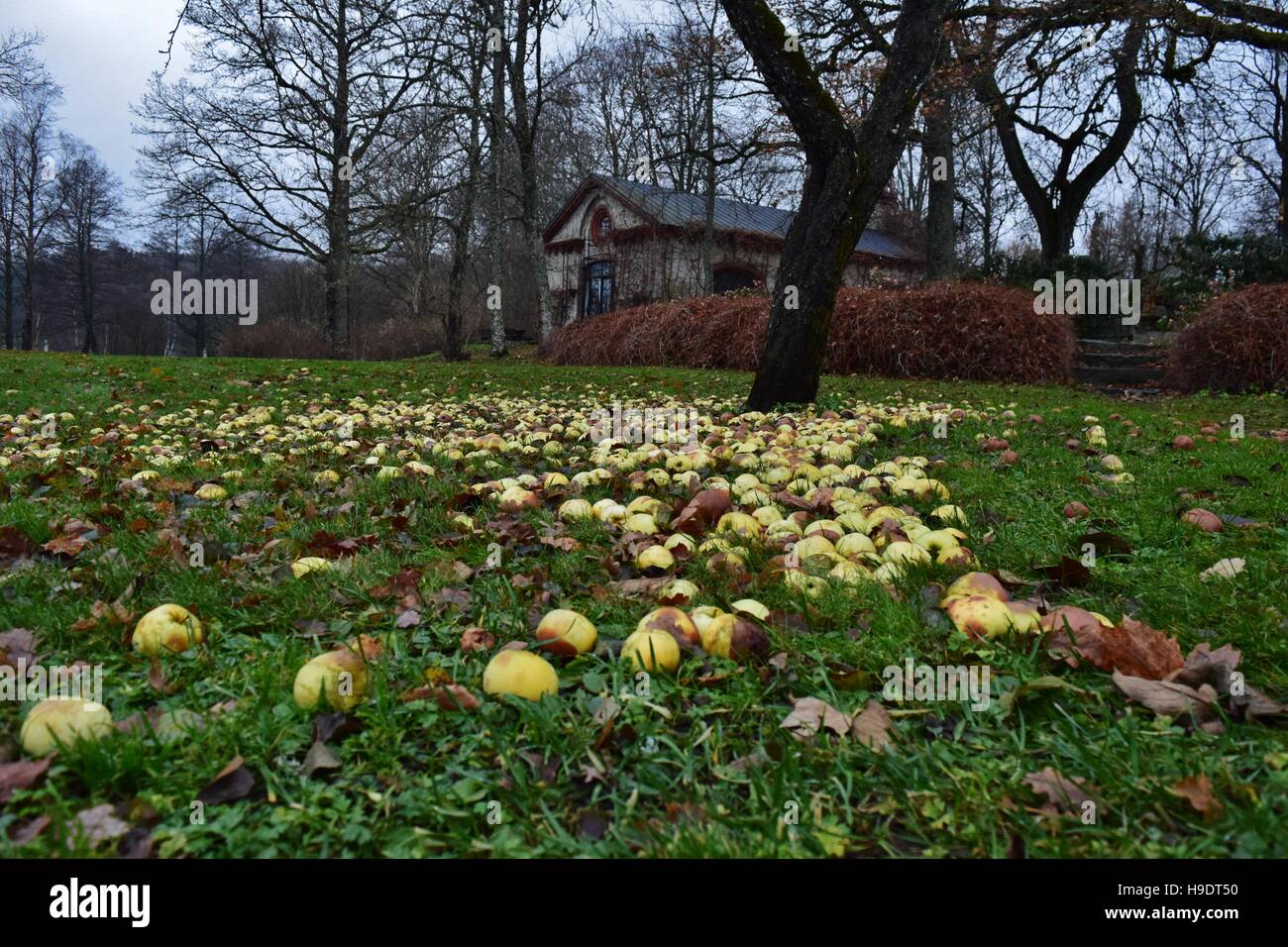 Apples on the ground hi-res stock photography and images - Alamy