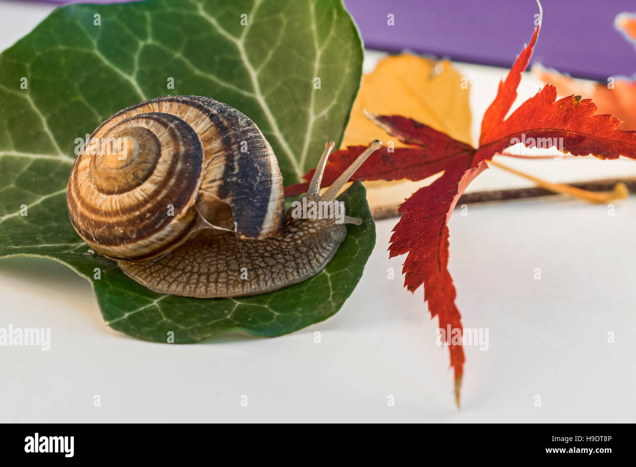 Snail with Leaf of Japanese Maple and Other Leaves Stock Photo - Alamy