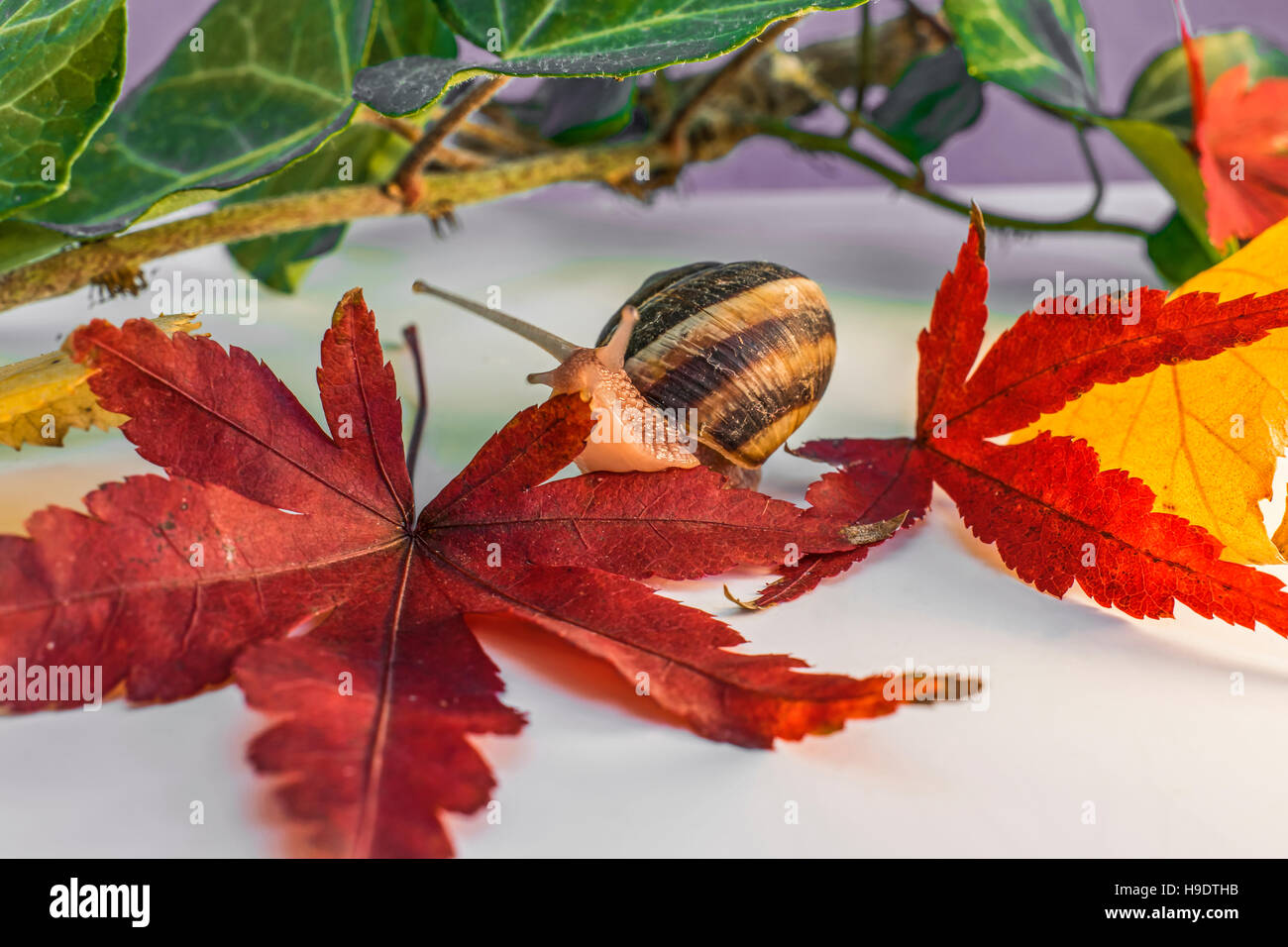 Snail with Leaf of Japanese Maple and Other Leaves Stock Photo - Alamy