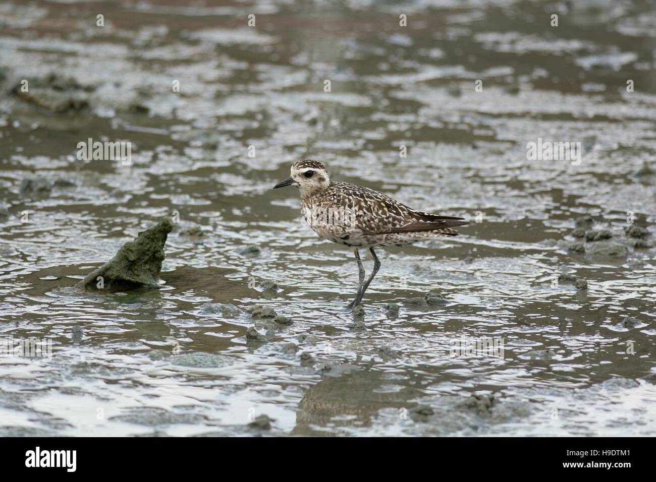 Australian golden plover hi-res stock photography and images - Alamy