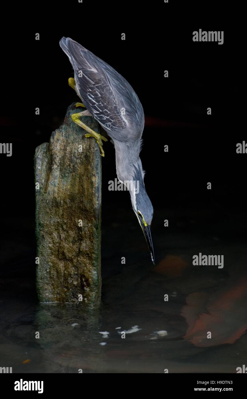 Dramatic bird portrait of a striated (little) heron - Butorides striata ...