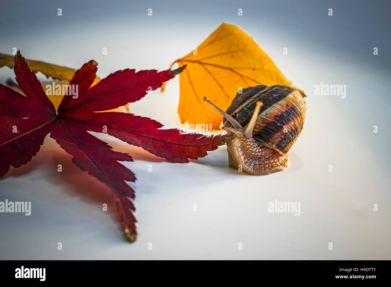 Snail with Leaf of Japanese Maple and Other Leaves Stock Photo - Alamy