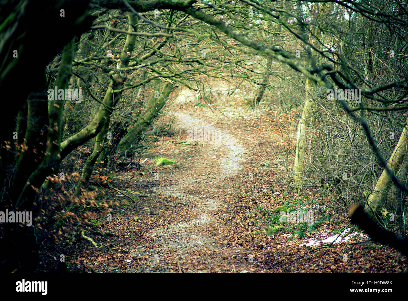 Fairy tale style forest path with trees Stock Photo - Alamy