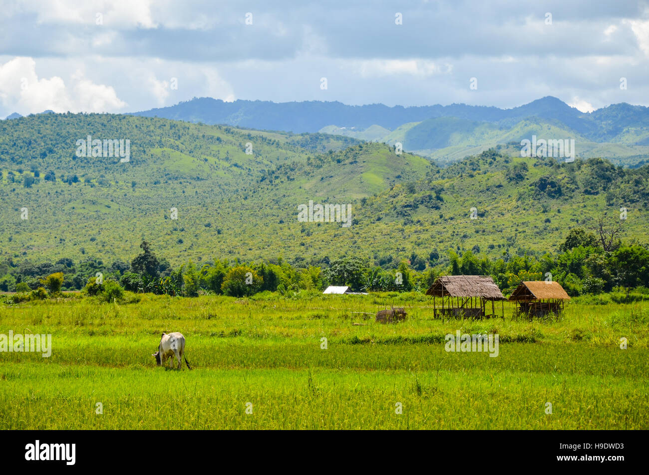 Typical rural landscape in Myanmar with traditional bamboo huts and ...