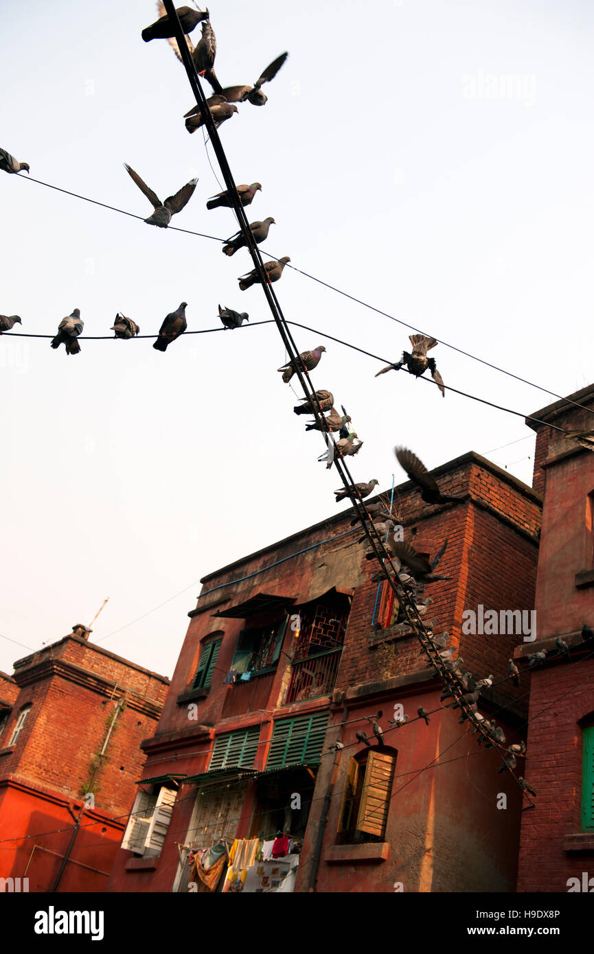 Birds rest on the wires outside old British army barracks in an inner ...