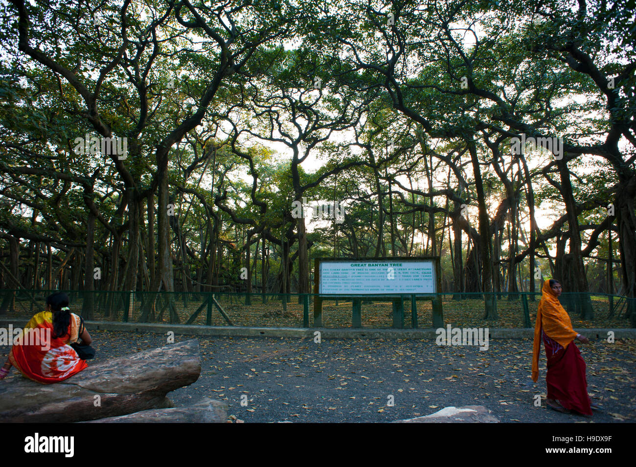 Great banyan tree india hi-res stock photography and images - Alamy