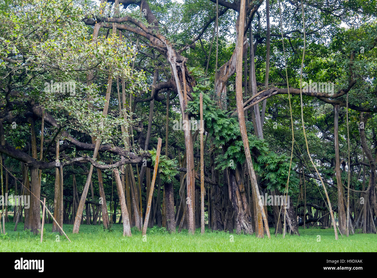 A 250-year old banyan tree, known as the world's largest, in the ...