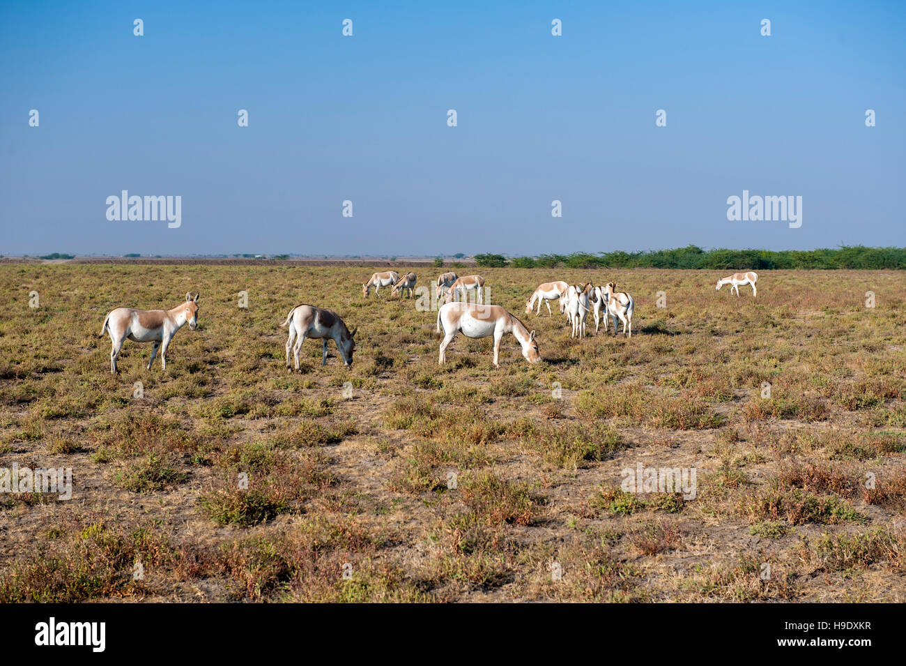 Wild Asses in the Little Rann of Kutch, Gujarat, India. These Wild ...