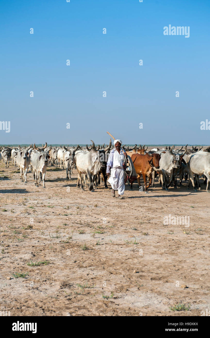 A Rabari cattle herder in the Little Rann of Kutch Stock Photo - Alamy