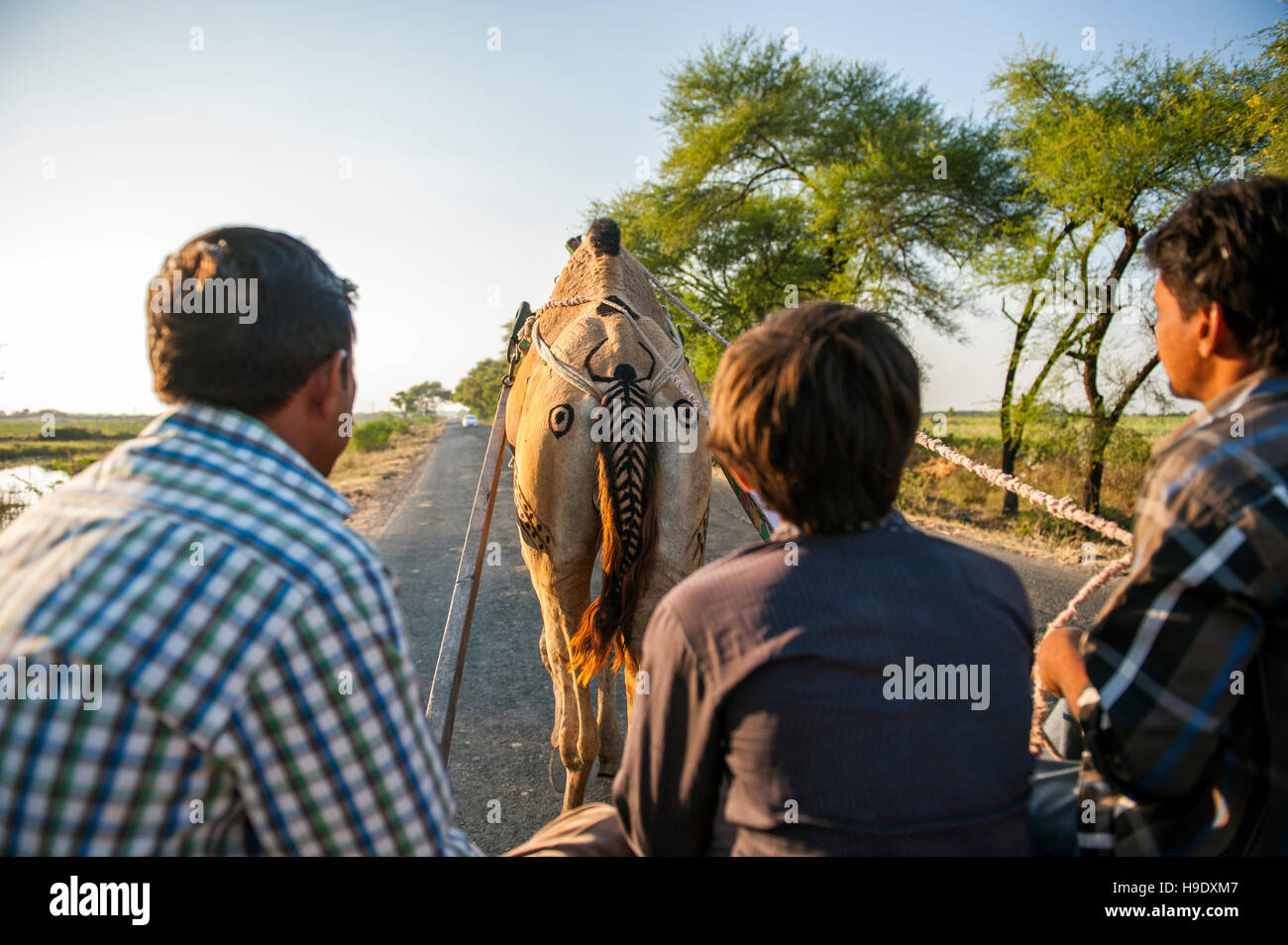 Camel cart rann of kutch hi-res stock photography and images - Alamy