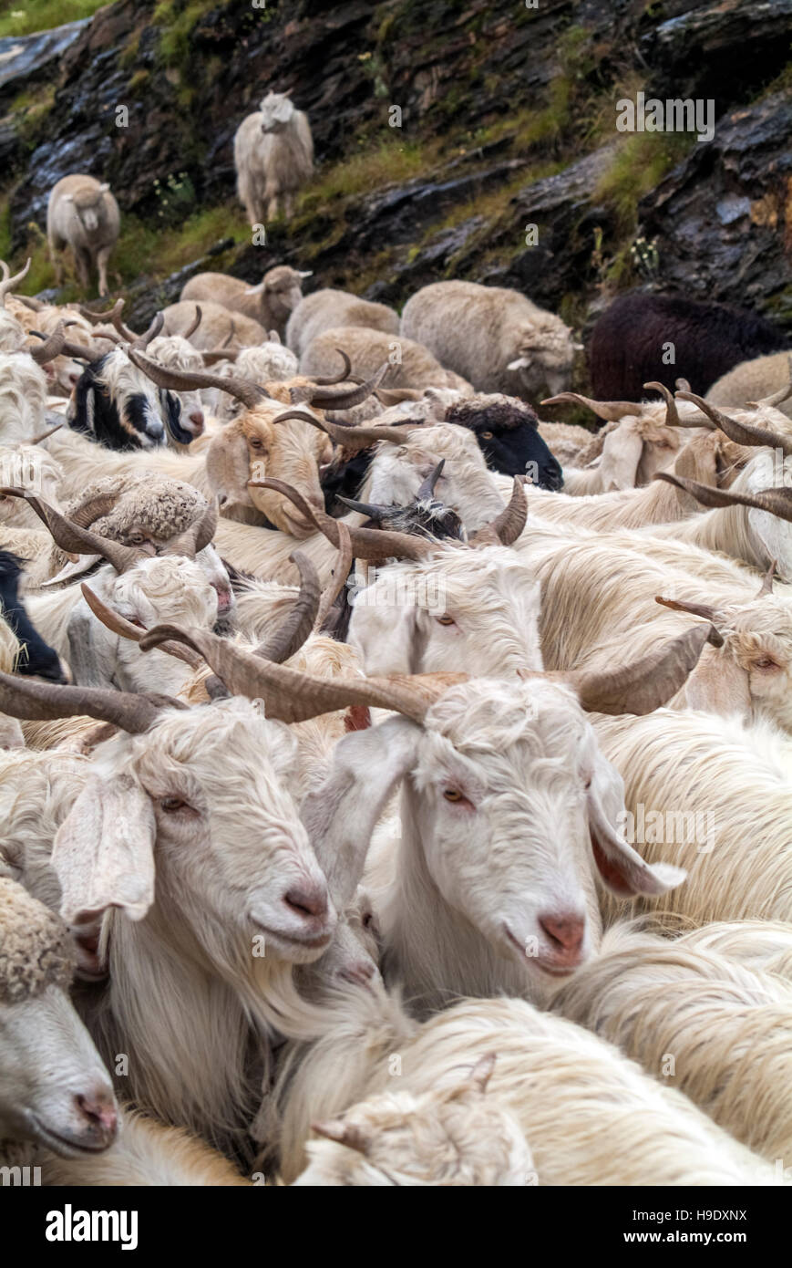 Himalaya mountains goats hi-res stock photography and images - Alamy