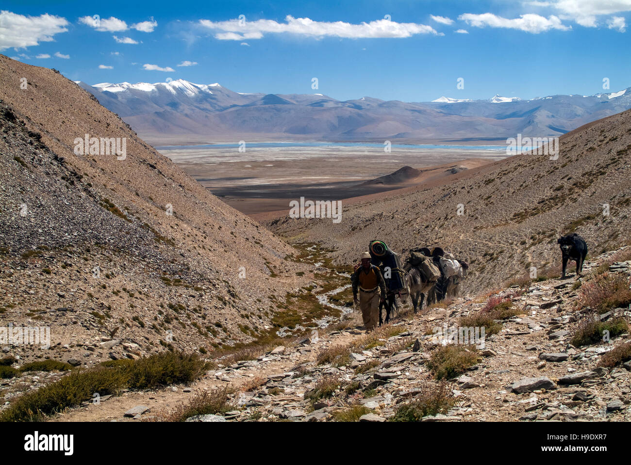 Rupshu plateau hi-res stock photography and images - Alamy