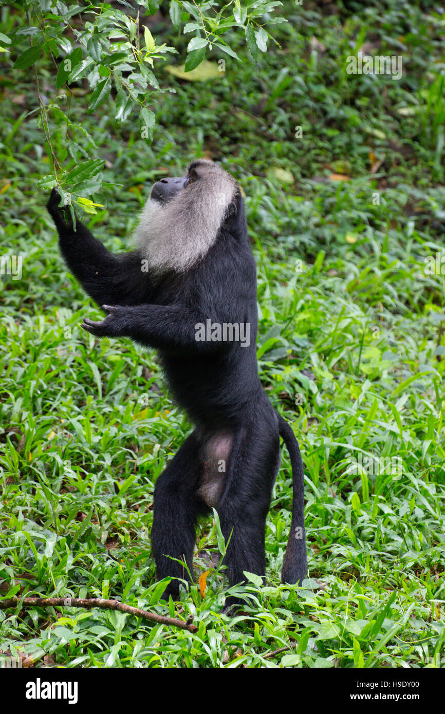 Lion-tailed macaque ( Macaca silenus Stock Photo - Alamy