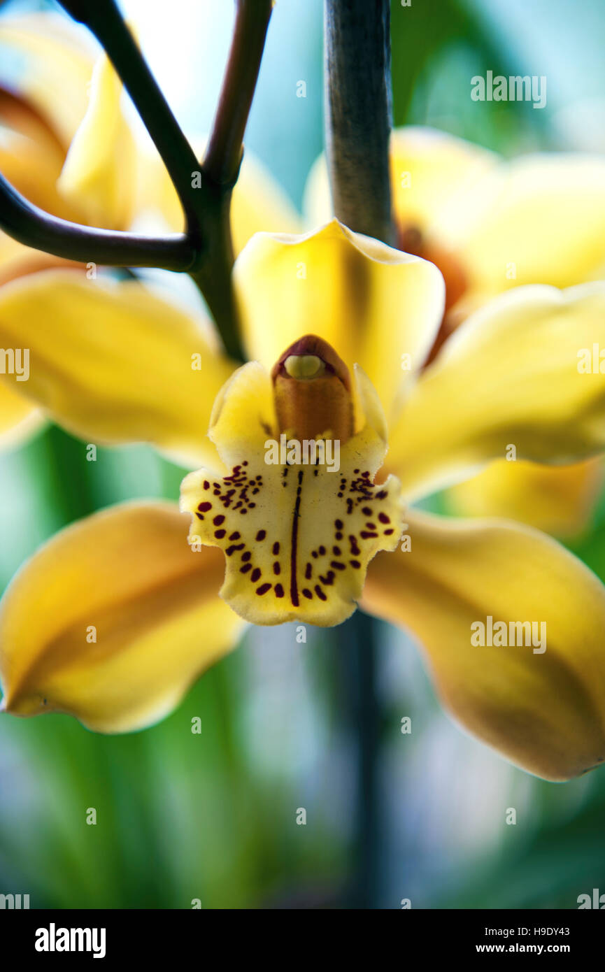 Yellow Himalayan orchids in Sikkim Stock Photo - Alamy