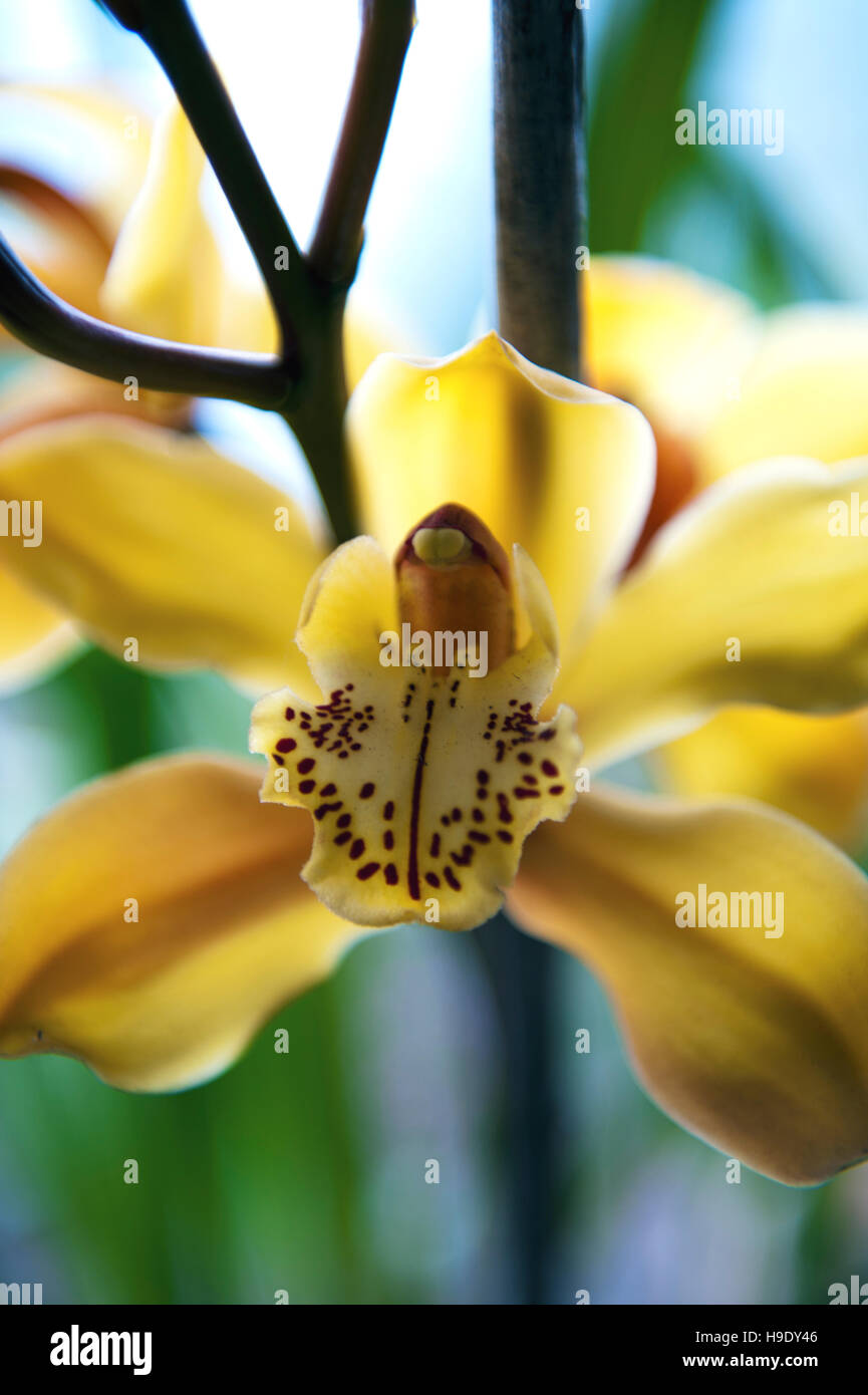 Yellow Himalayan orchids in Sikkim Stock Photo - Alamy