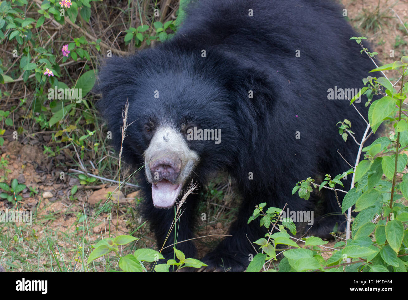 Sloth Bear ( Melursus Ursinus Stock Photo - Alamy