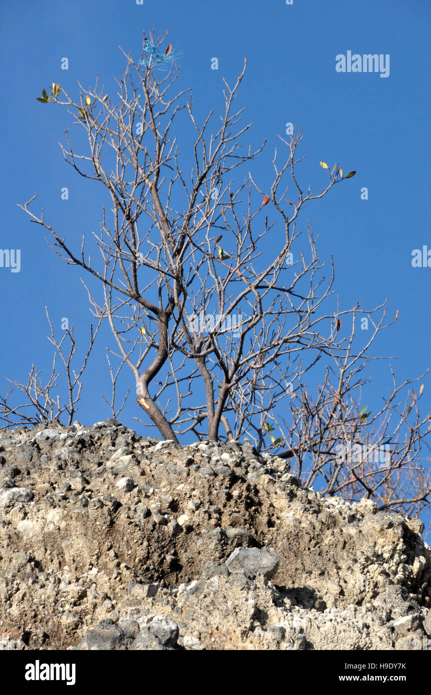 Dead trees in volcano Stock Photo - Alamy