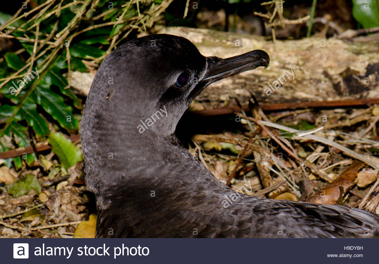 Mutton Bird Island High Resolution Stock Photography and Images - Alamy