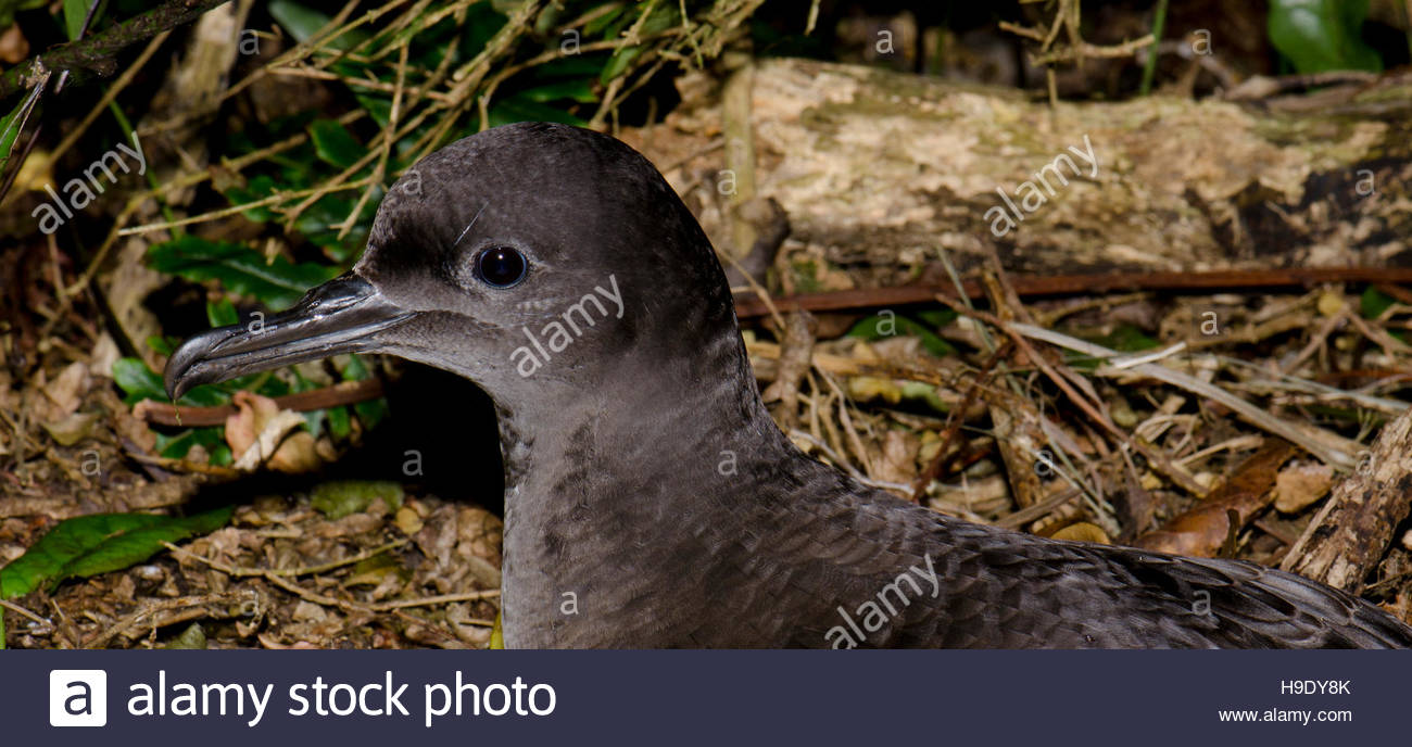 Mutton Bird Island High Resolution Stock Photography and Images - Alamy