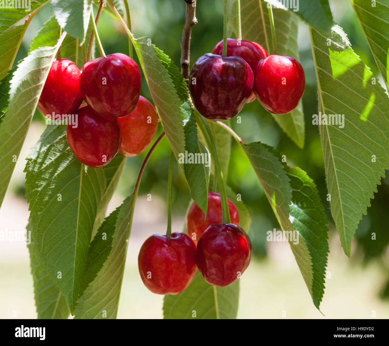 Bunch of cherries hi-res stock photography and images - Alamy