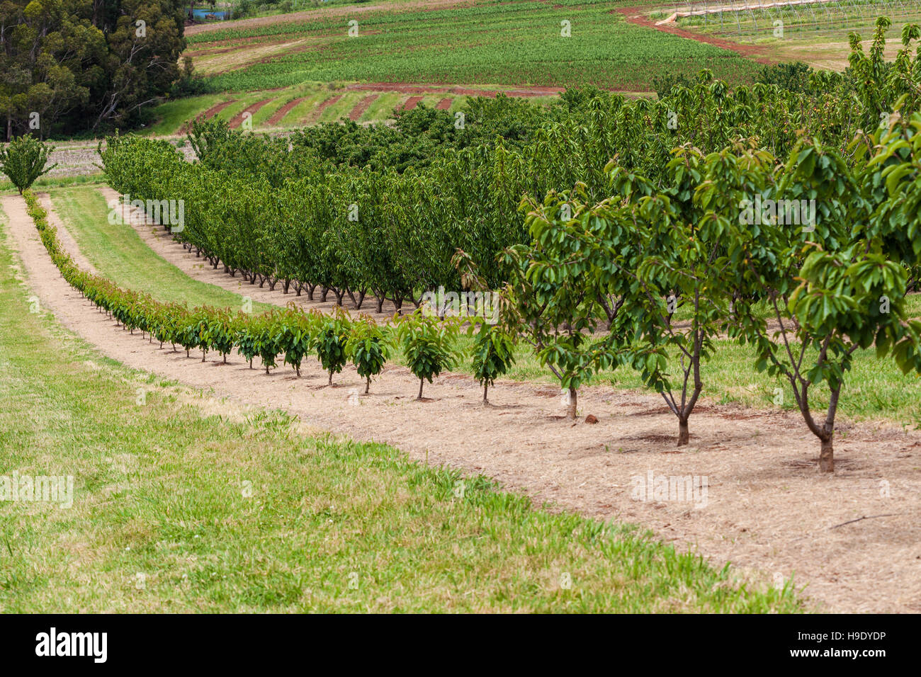 Row of fruit trees hi-res stock photography and images - Alamy